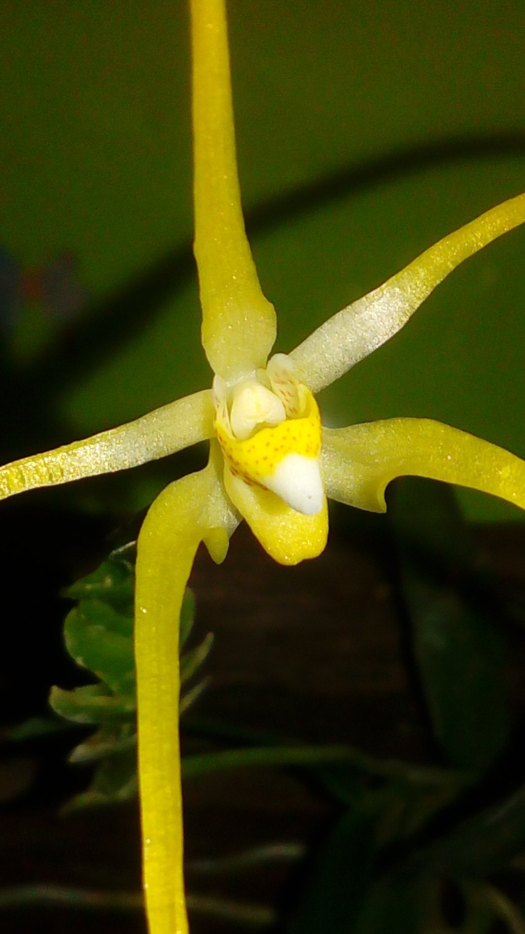 Thrixspermum centipeda orchid photo gallery