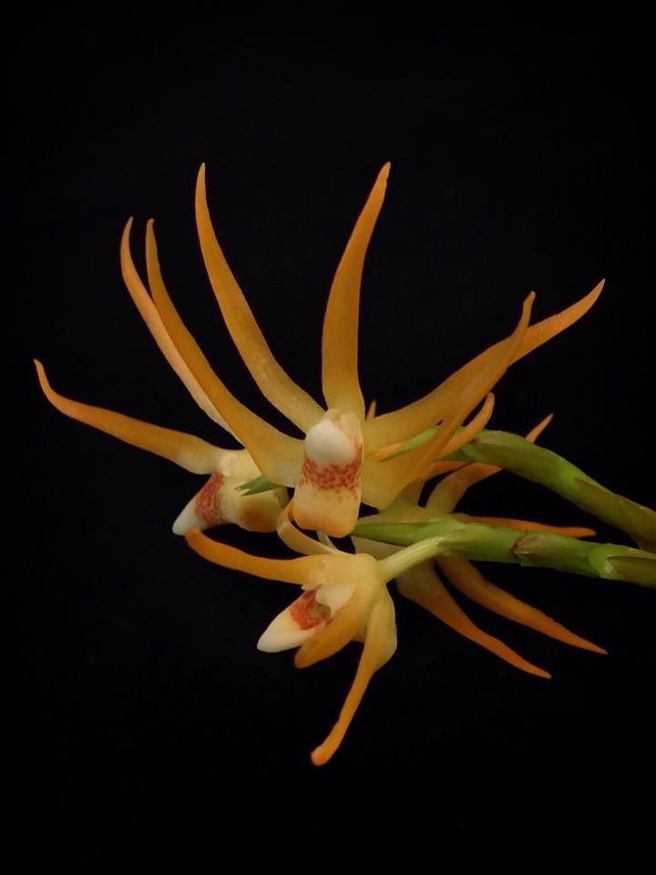 Thrixspermum centipeda orchid photo gallery