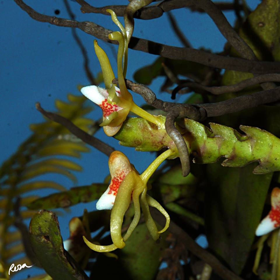 Thrixspermum centipeda orchid photo gallery